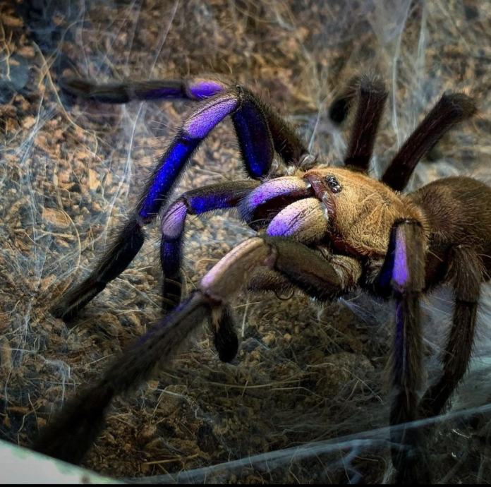Tarantule