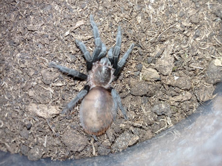 Tarantule