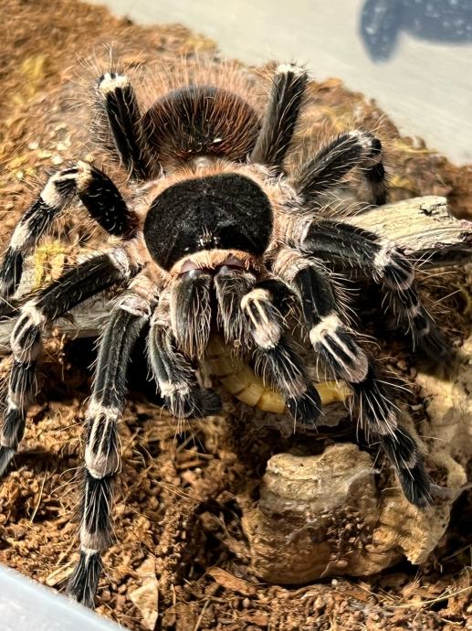 Tarantule