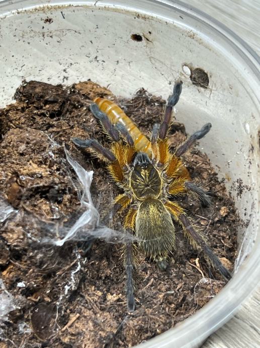 Tarantule