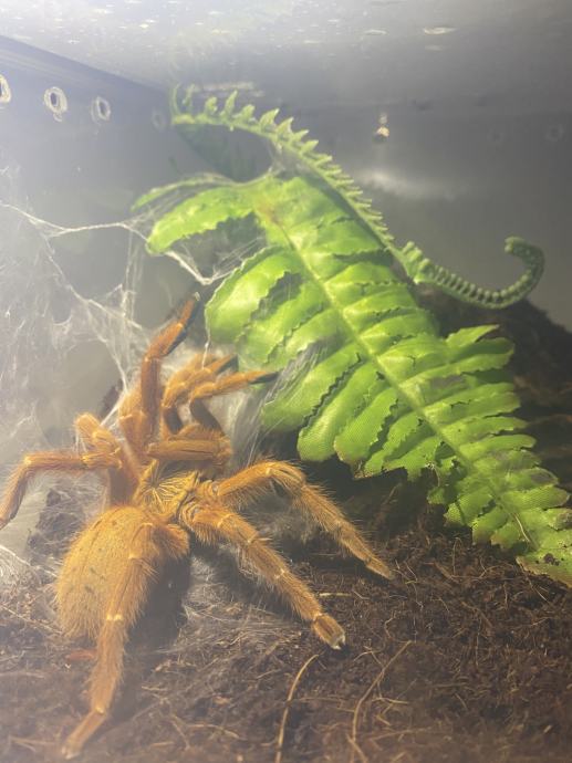 Tarantule