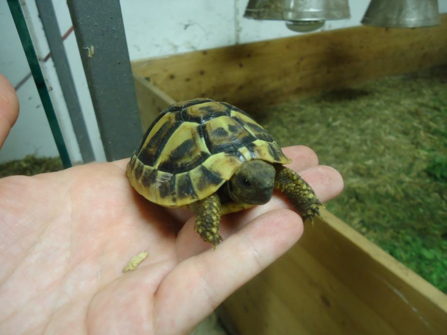 Testudo hermanni čančara 4.12.moguće u Zagrebu ili Rijeci