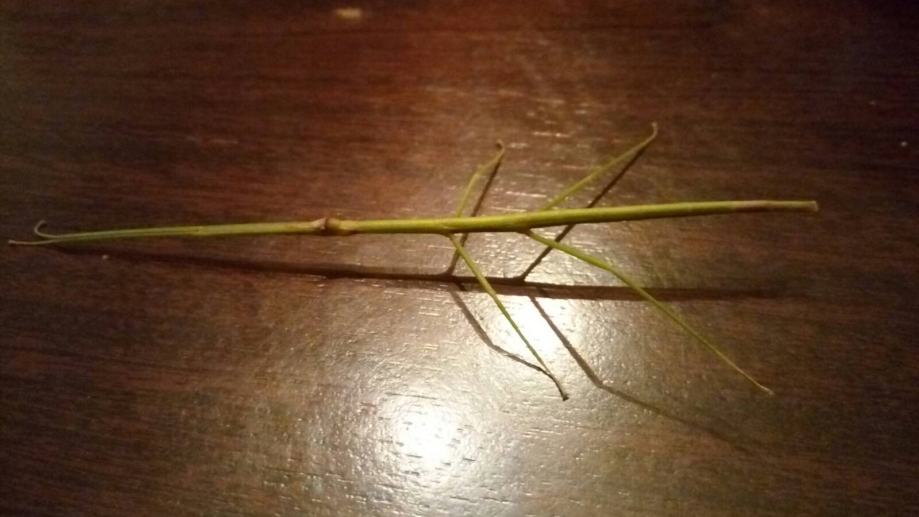 Ramulus Artemis paličnjaci