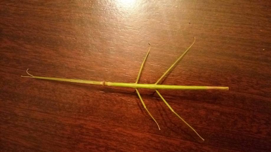 Ramulus Artemis paličnjaci