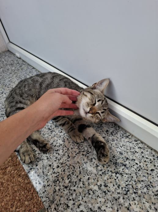 2 mace traže svoj novi dom!