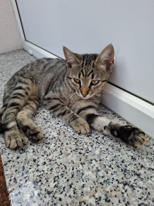 2 mace traže svoj novi dom!