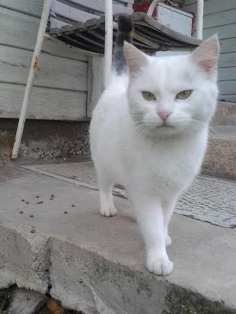 Bijela maca Bella HITNO treba dom, živi na ulici, a dolazi zima