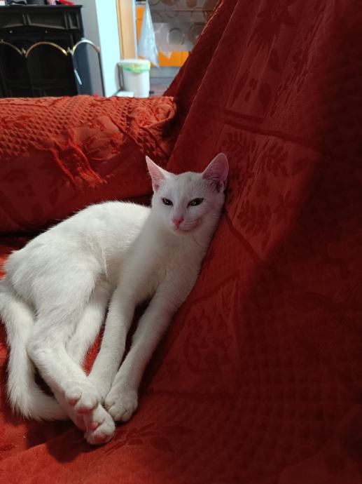 Bijela maca traži dom - HITNO