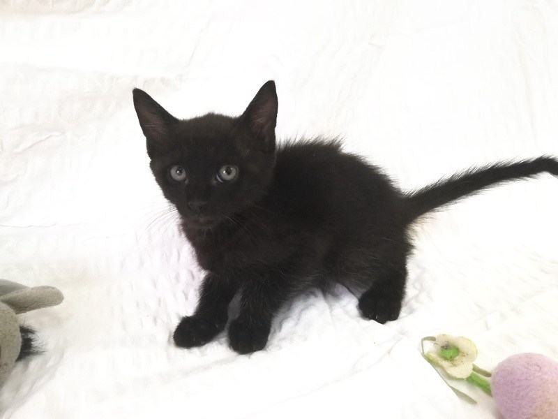 Bok, ja sam Huan i čekam na sretan dom