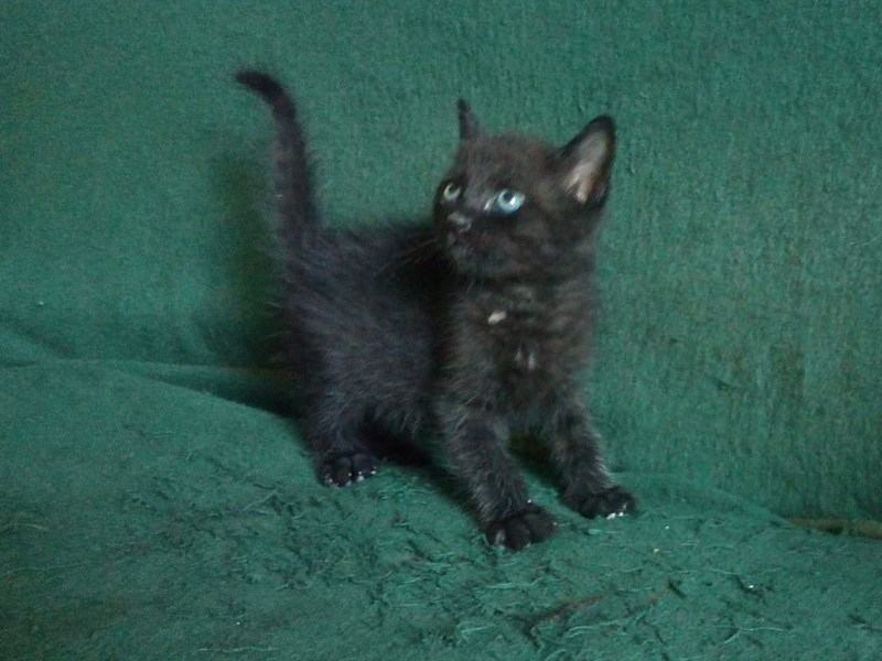 Bok, ja sam Huan i čekam na sretan dom