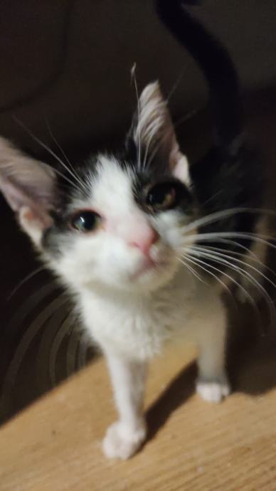 Crno-bijela maca starosti 1.5-2mj. traži dom