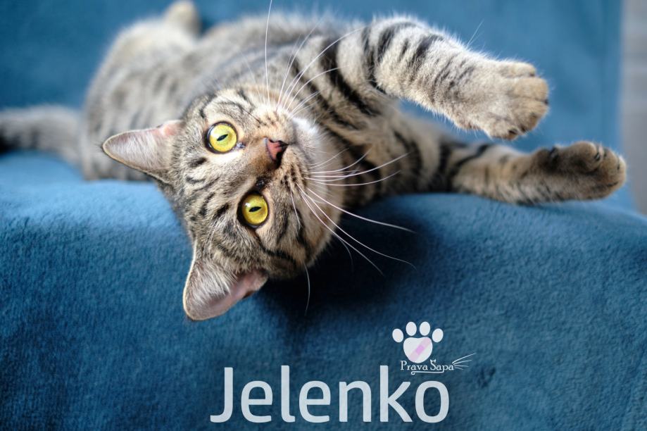JELENKO