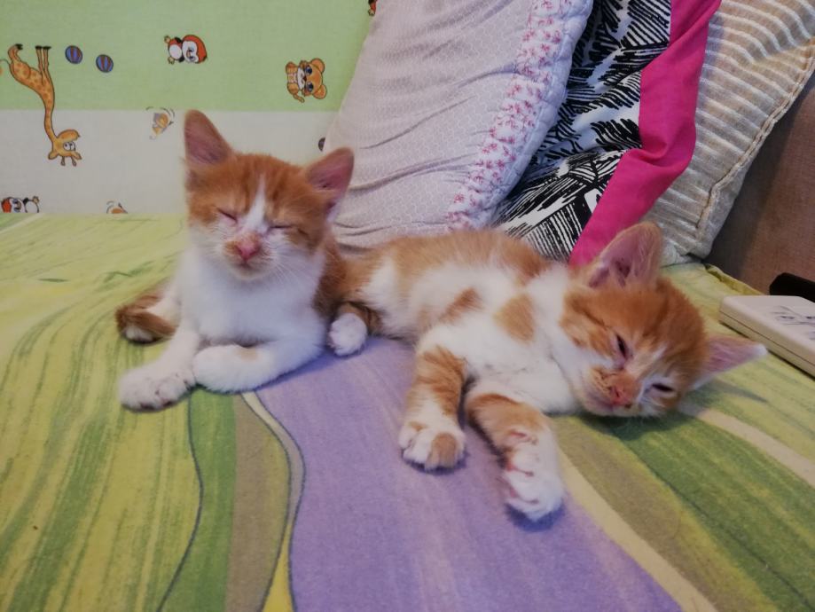 Još malo pa nestalo-najbolje mace