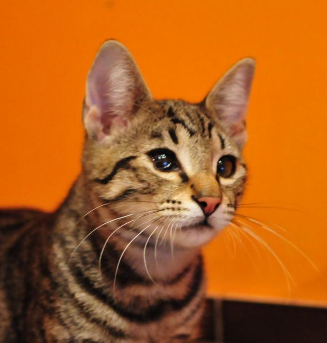 Mali leopard Leo traži dom