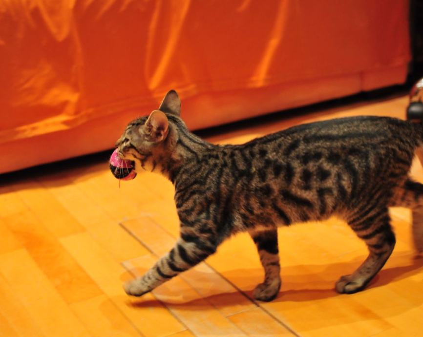 Mali leopard Leo traži dom