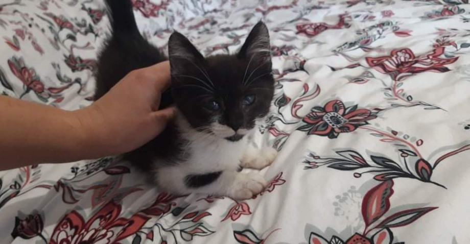 Maca beba Miley treba prijevoz