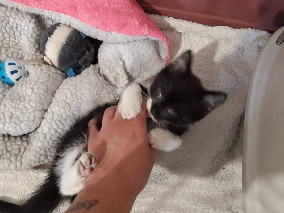 Maca beba Miley treba prijevoz