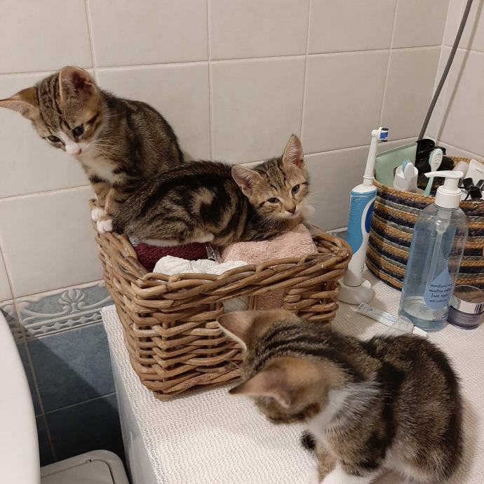 6 mačića i mamica hitno traze dom