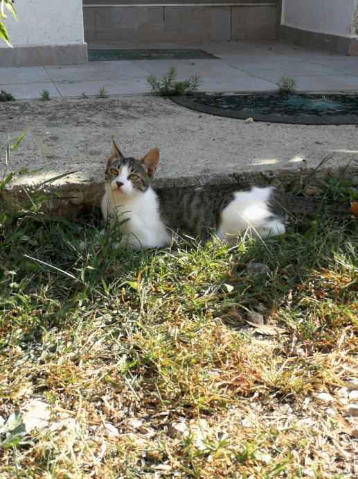 Macka za udomit 4 mjeseca mala maca mlada maca