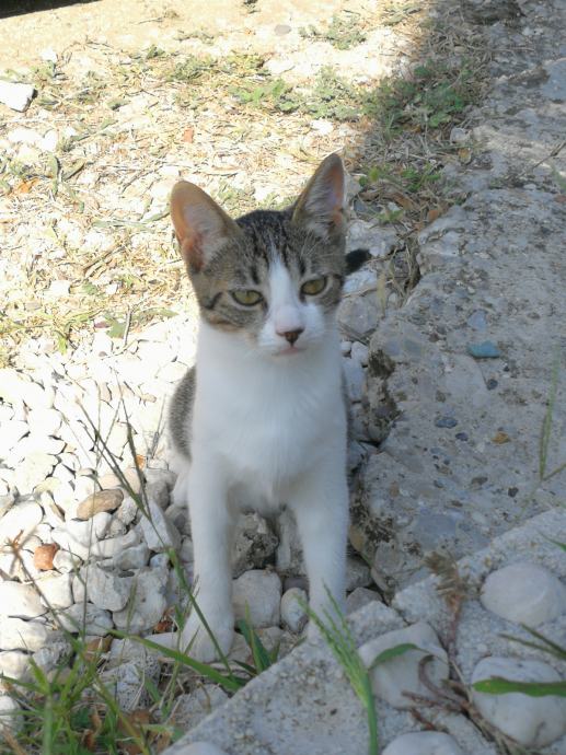 Macka za udomit 4 mjeseca mala maca mlada maca