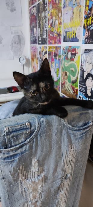 Macici pitomi i umiljati,na poklon