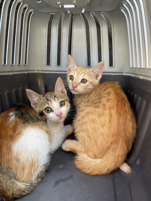 MAČIĆI ZA UDOMLJENJE