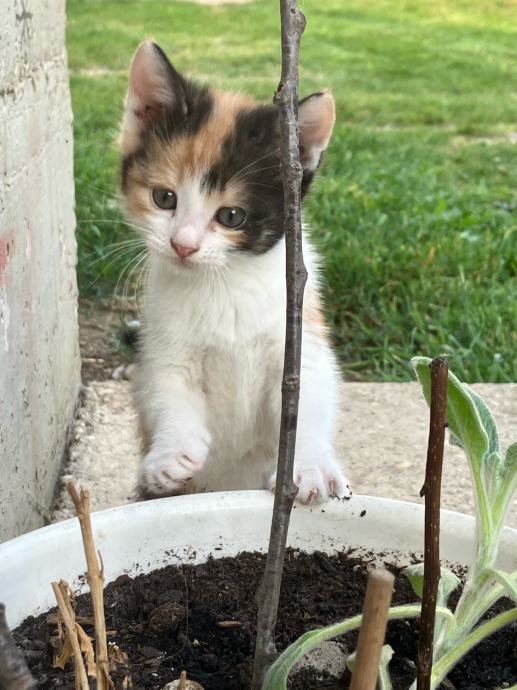 macici za udomljavanje
