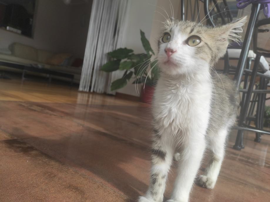 Micu malu poklanjam-muški