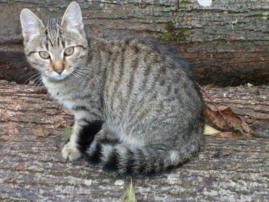 Prekrasna domaća mačka na poklon