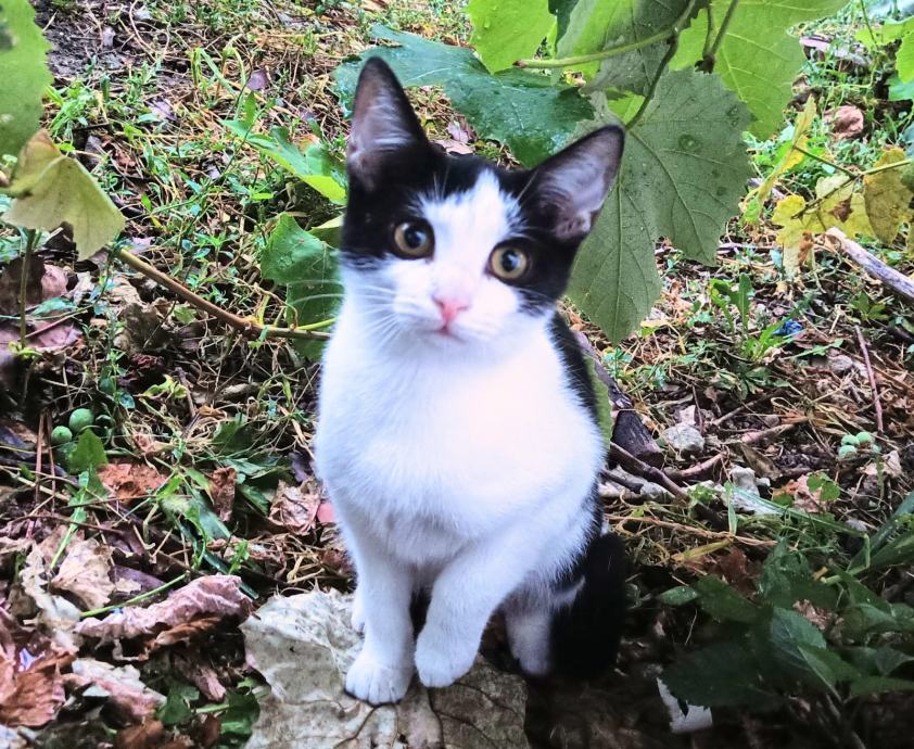 Mali mačići traže dom