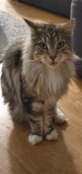 Maine coon GRGA traži novi dom