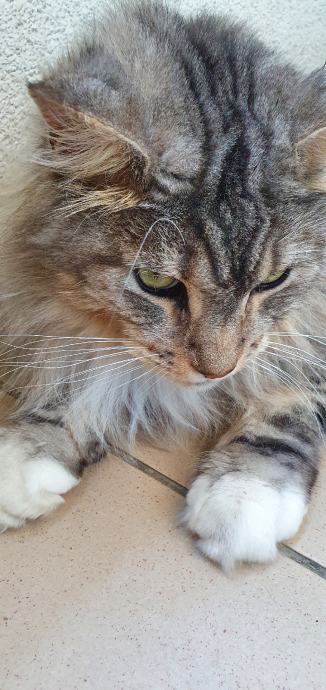 Maine coon GRGA traži novi dom