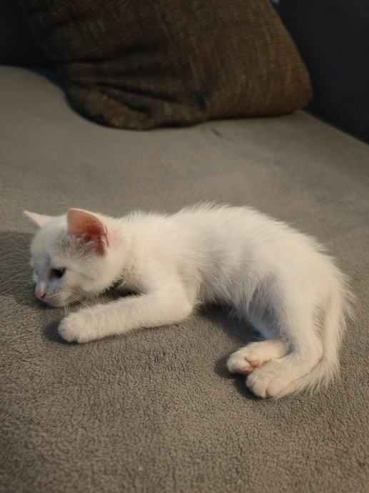 Mala Bella trazi dom