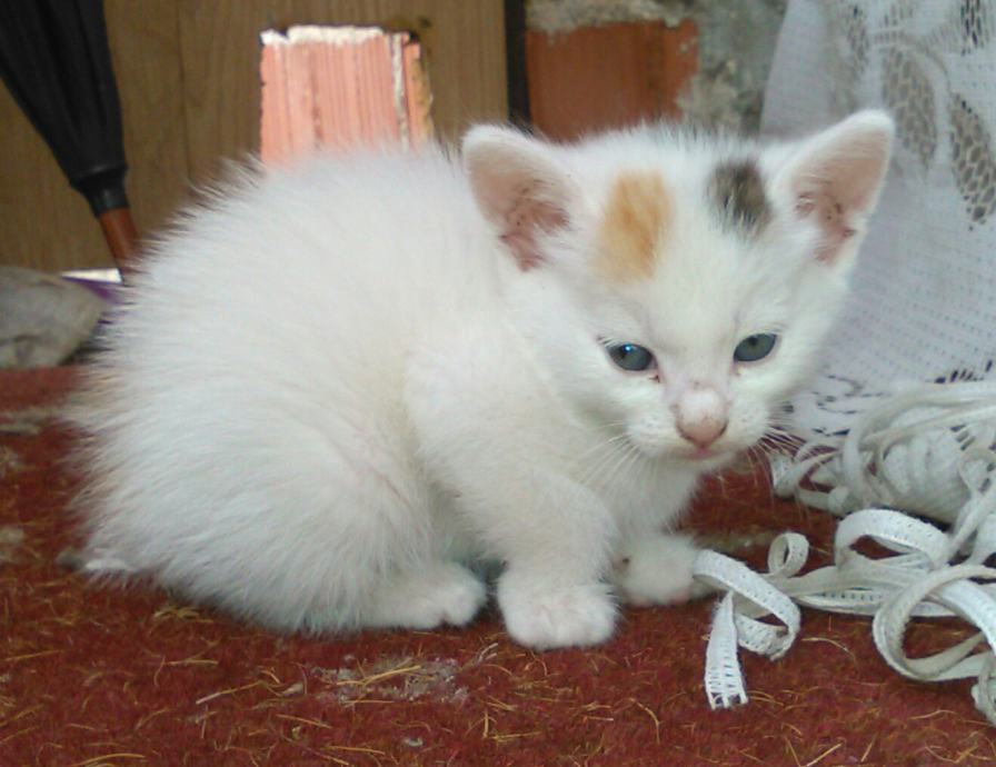 Mala bijela maca na poklon