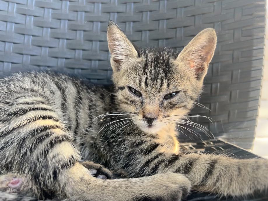 Mala maca traži dom