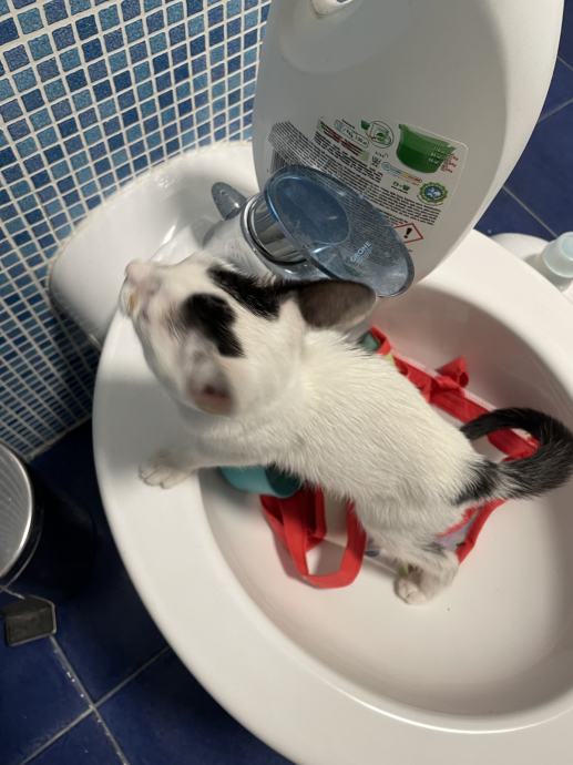 Mala macka 2 mjeseca stara, ociscena od buha, bori se sa trakavicom