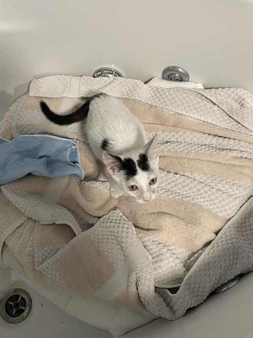 Mala macka 2 mjeseca stara, ociscena od buha, bori se sa trakavicom