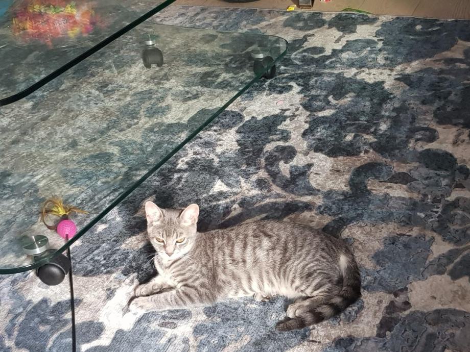 Mala Mini trazi svoj zauvijek dom