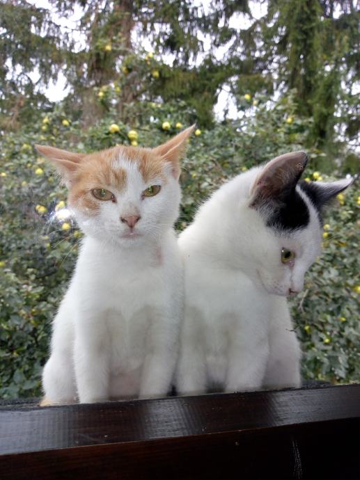 Male mace oko 6 mj hitno