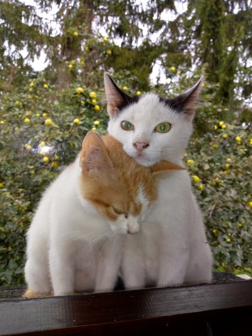 Male mace oko 6 mj hitno