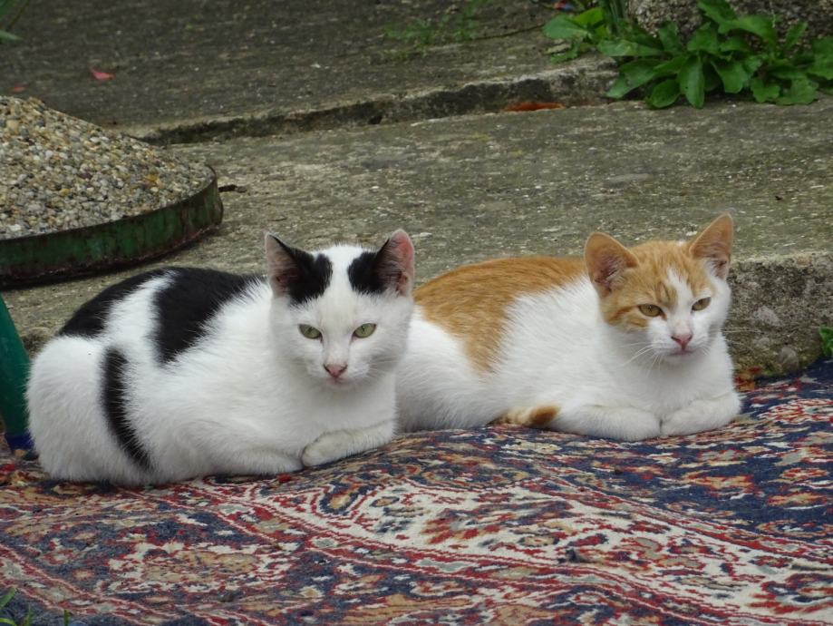 Male mace oko 6 mj hitno