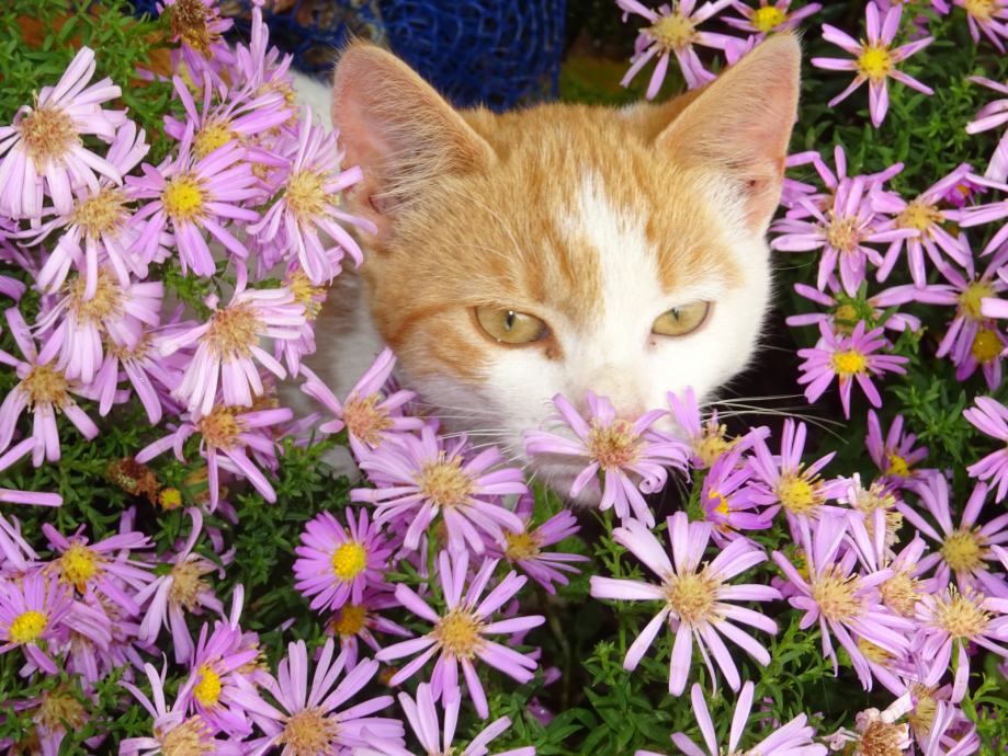 Male mace oko 6 mj hitno