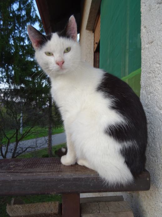 Male mace oko 6 mj hitno