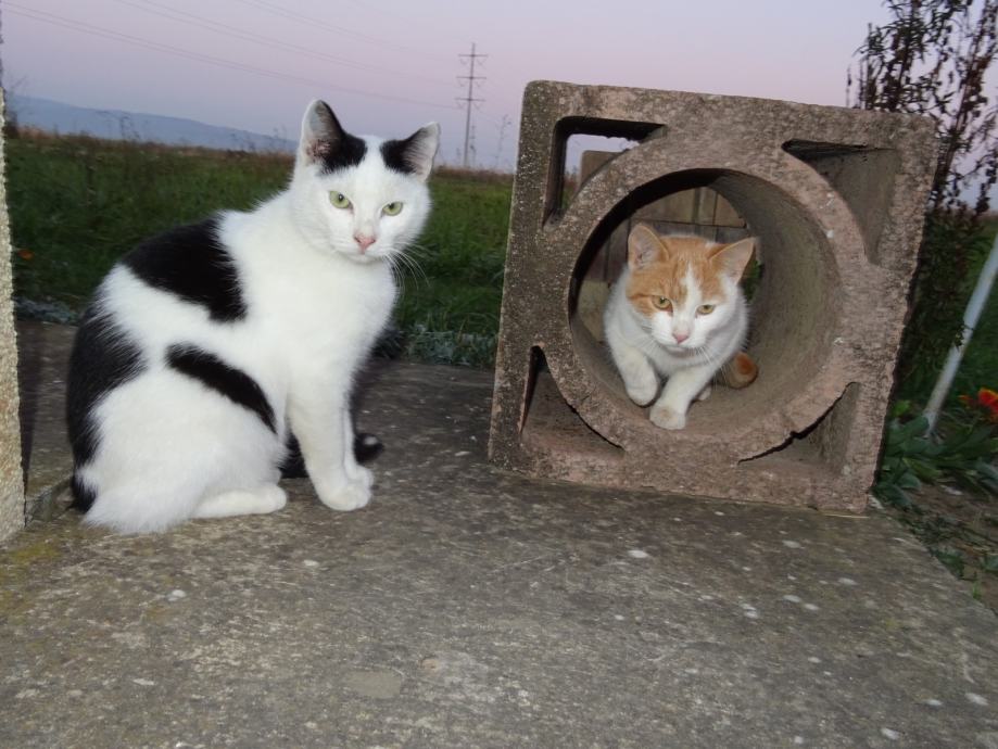 Male mace oko 6 mj hitno