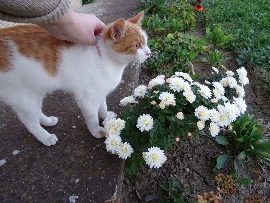 Male mace oko 6 mj hitno