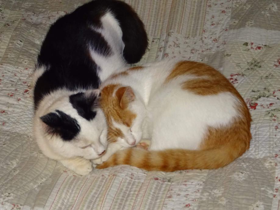 Male mace oko 6 mj hitno