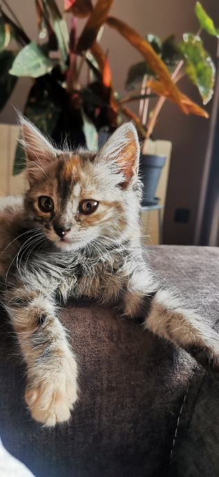 Male mace traže dom