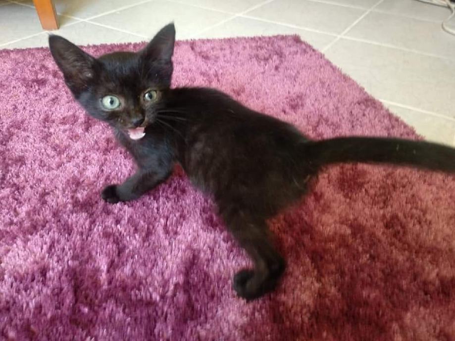 Malena crna maca traži dom