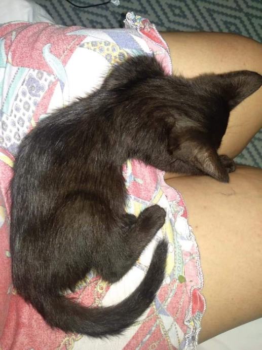 Malena crna maca traži dom