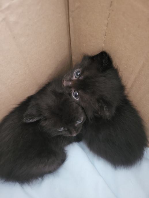 Malena crna maca trazi dom